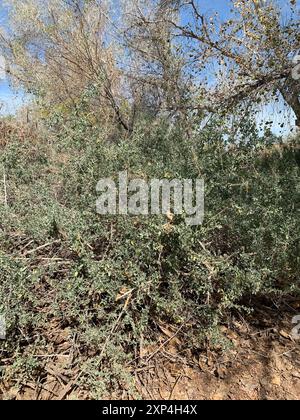 big saltbush (Atriplex lentiformis) Plantae Stock Photo - Alamy