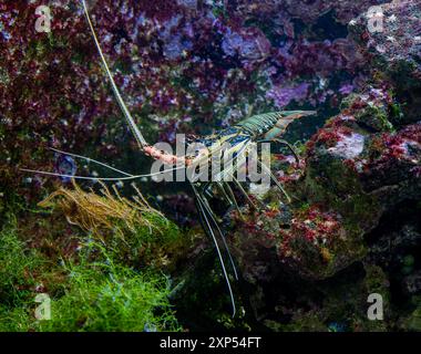 Painted Crayfish, Panulirus versicolor. Juvenile. Also known as Spiny ...