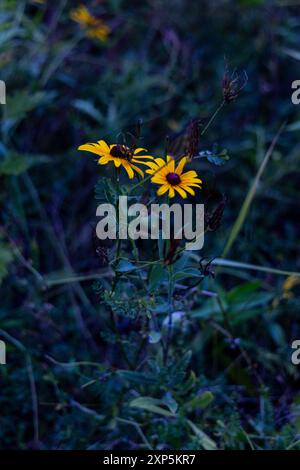 Yellow Flowers during Blue Hour Stock Photo - Alamy