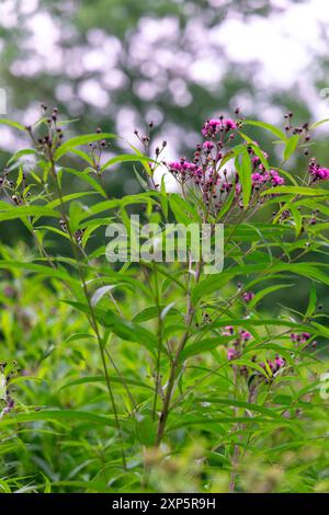 Beautiful Wild Flower Beds Stock Photo - Alamy