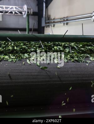 Tea Leaves Being Processed by Machinery for Tea Bag Production Stock ...