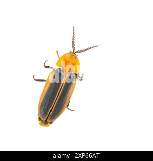top view firefly on a white background Stock Photo - Alamy