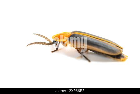 angle view firefly on a white background Stock Photo - Alamy