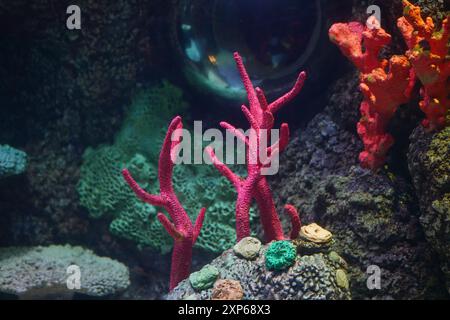 A Beautiful and Colorful Underwater Scene Featuring Clownfish Swimming ...
