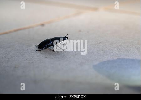 A bark beetle (Dorcus parallelipipedus), also known as the dwarf stag ...
