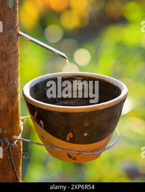 natural raw rubber tree plant in farm Stock Photo - Alamy