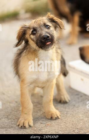 Red mutt puppy standing outdoor. Mix Breed street dog Stock Photo - Alamy