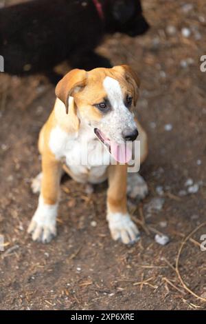 Red mutt puppy sitting outdoor. Mixed-breed dog Stock Photo - Alamy