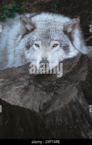 Lone, grey wolf with dramatic eyes searches for prey in the forests of ...