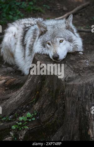 Lone, grey wolf with dramatic eyes searches for prey in the forests of ...