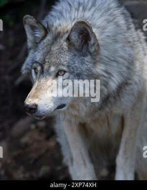 Lone, grey wolf with dramatic eyes takes a rest on a tree stump in ...