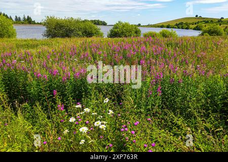 Redmires Reservoirs near Sheffield, South Yorkshire, City, England, UK ...