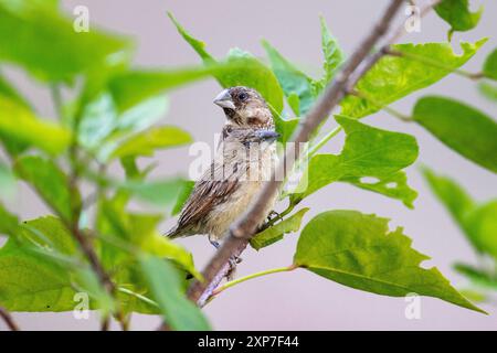 Captive Birds For Fang Shen Tradition at Jakarta, Indonesia Stock Photo ...