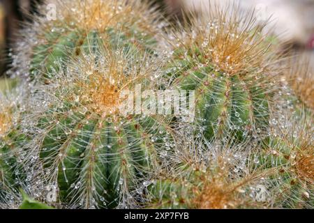 Cactus, A morning at Melrimba Garden, Puncak, Indonesia, South East ...