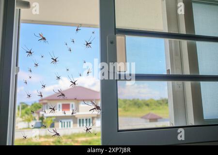 Many mosquitoes flying in to the house while insect net was opened ...