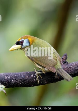 Red-headed barbet - female, Anden-Bartvogel, Cabézon à tête rouge ...