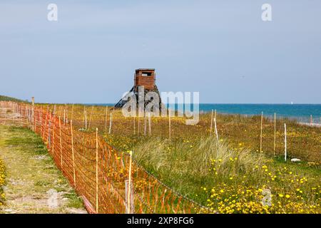 "Birdwatch Ireland" Little Tern project at Kilcoole beach to conserve ...