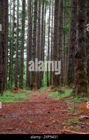 USA, Oregon, Springfield, Forest path, Fall Creek Lake Stock Photo - Alamy