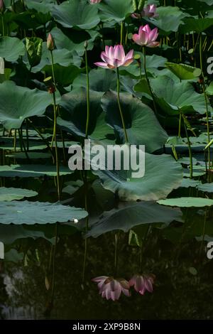 Srinagar, India. 4th Aug, 2024. Lotus flowers are seen in full bloom at ...
