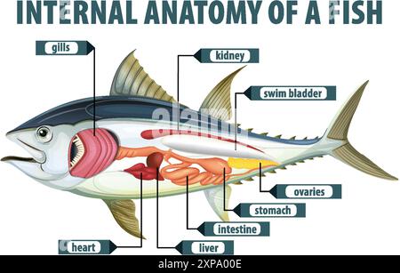 Detailed diagram of fish internal organs Stock Vector Image & Art - Alamy