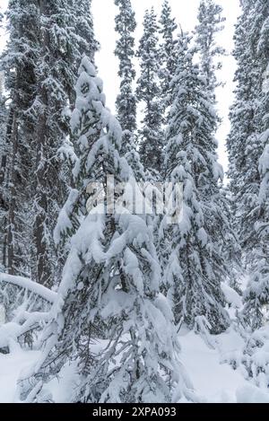 Stunning white covered boreal forest with spruce, pine trees in winter ...