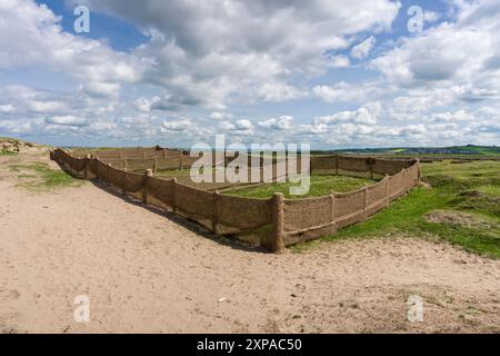 A conservation project in the Northam Burrows Country Park where a ...