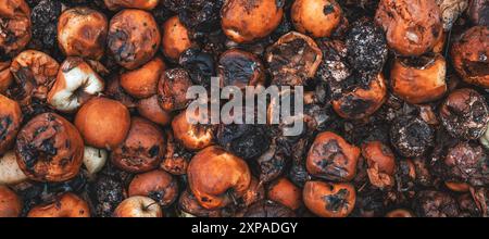 Pile of rotten overripe bad apples on orchard ground, top view Stock ...