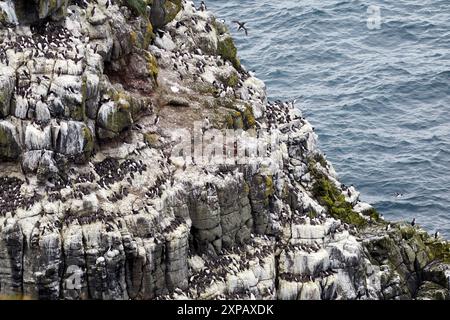 nesting razorbill seabirds on cliff face kebble and kinramer nature ...