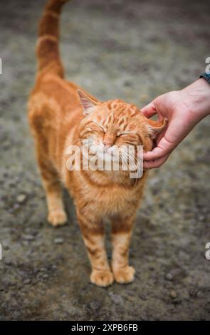 Person petting an adorable domestic cat Stock Photo - Alamy