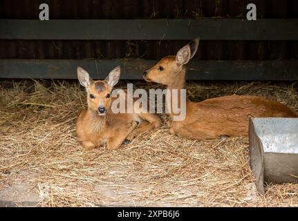 The Siberian roe deer, eastern roe deer, or Asian roe deer (Capreolus ...