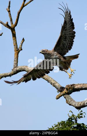 A majestic Common Buzzard soaring over Turvey Nature Reserve, Dublin ...