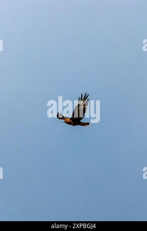 A majestic Common Buzzard soaring over Turvey Nature Reserve, Dublin ...
