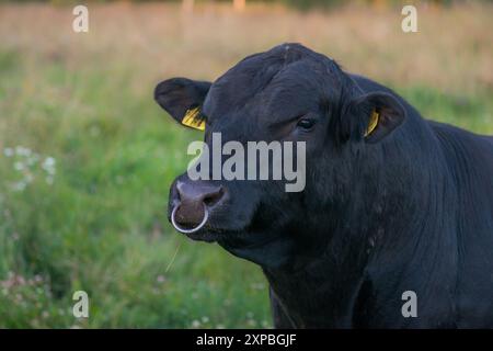 Black angus bull portrait photo, black angus bull head Stock Photo - Alamy