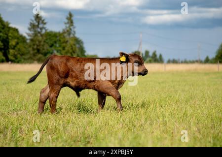 Black angus calf walking in grass Stock Photo - Alamy
