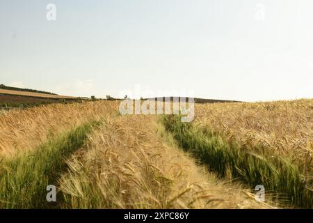 Golden Wheat Field with Wind-Swept Path Stock Photo - Alamy