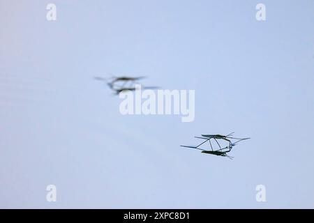 Mosquito floating on the gloss of a water Stock Photo - Alamy