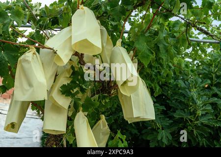 Grapes protected with paper bags in a vineyard Stock Photo - Alamy