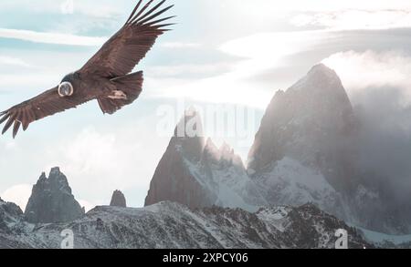 Andean Condor flying over Cerro Torre peak, Patagonia, Argentina Stock ...