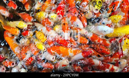 Top view many colorful Koi fish or Japanese Koi carp swimming freely in ...
