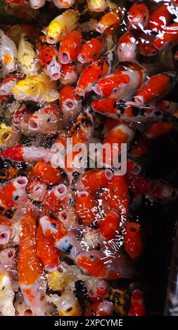 Many hungry fancy carp fishes, yellow, red, orange, white koi carp are ...