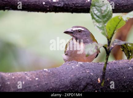 Buff-throated saltator, Saltator grands-bois, Saltator maximus, fakó ...