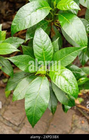 Zurich, Switzerland, January 5, 2024 Gesneria Ventricosa plant at the ...
