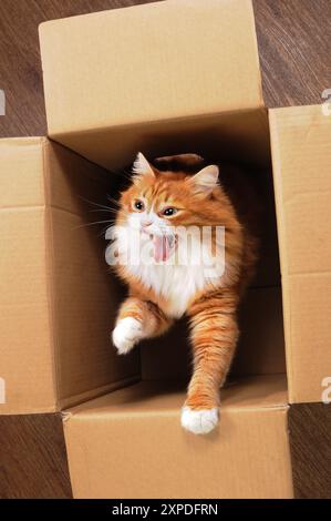 Cute cat jumping out of cardboard box on white background Stock Photo ...