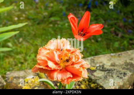 Pink tulips in pastel coral tints at blurry background, closeup. Fresh ...