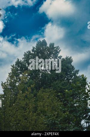 Tree reaching up into the sky Stock Photo - Alamy