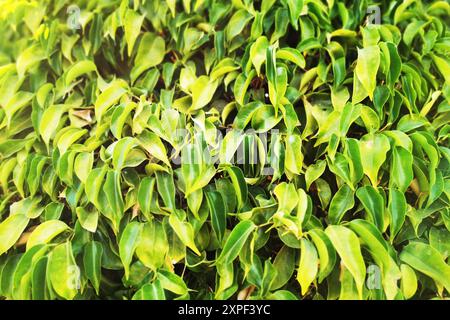 ficus benjamina texture as very nice natural background Stock Photo - Alamy