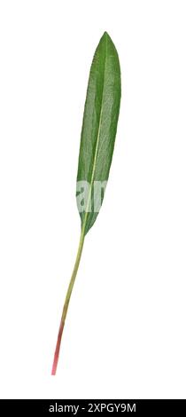 alpine bistort (Bistorta vivipara Stock Photo - Alamy