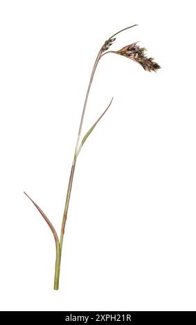 Spiked Wood-rush - Luzula spicata Stock Photo - Alamy