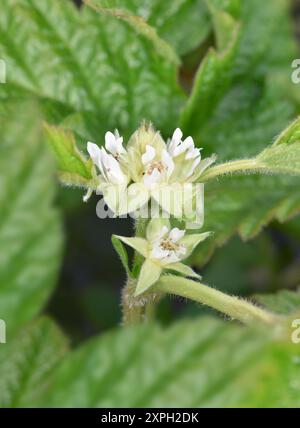 Stone Bramble (Rubus saxatilis Stock Photo - Alamy