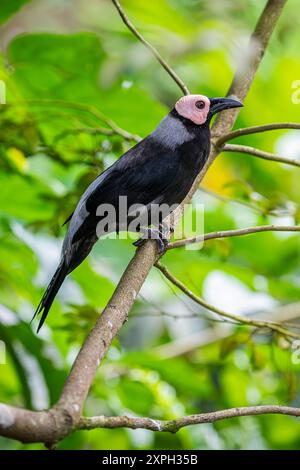 Coleto starling, Sarcops calvus, black bird in the forest habitat ...